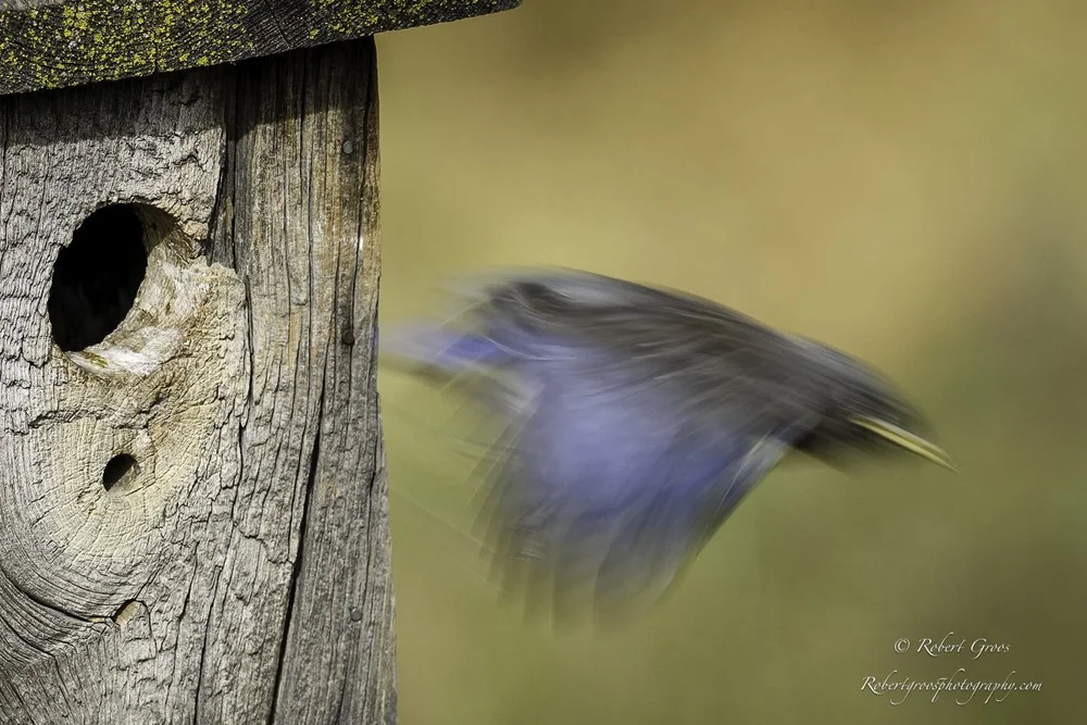 What is a Baby Bird'S Package: Essential Guide for New Parents - Birds