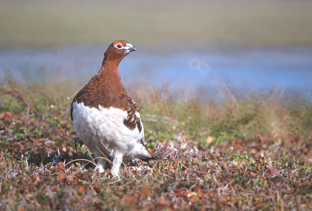 What is the State Bird for Alaska: Discover the Iconic Willow Ptarmigan ...